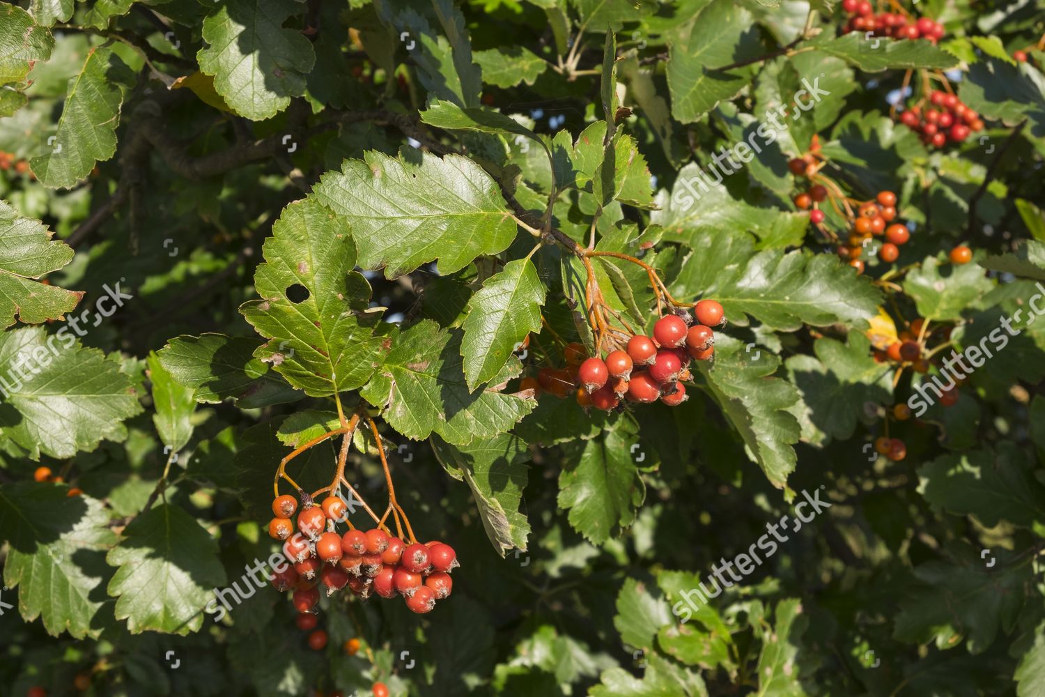 Common Whitebeam Sorbs Aria Leaves Fruit Editorial Stock Photo - Stock ...