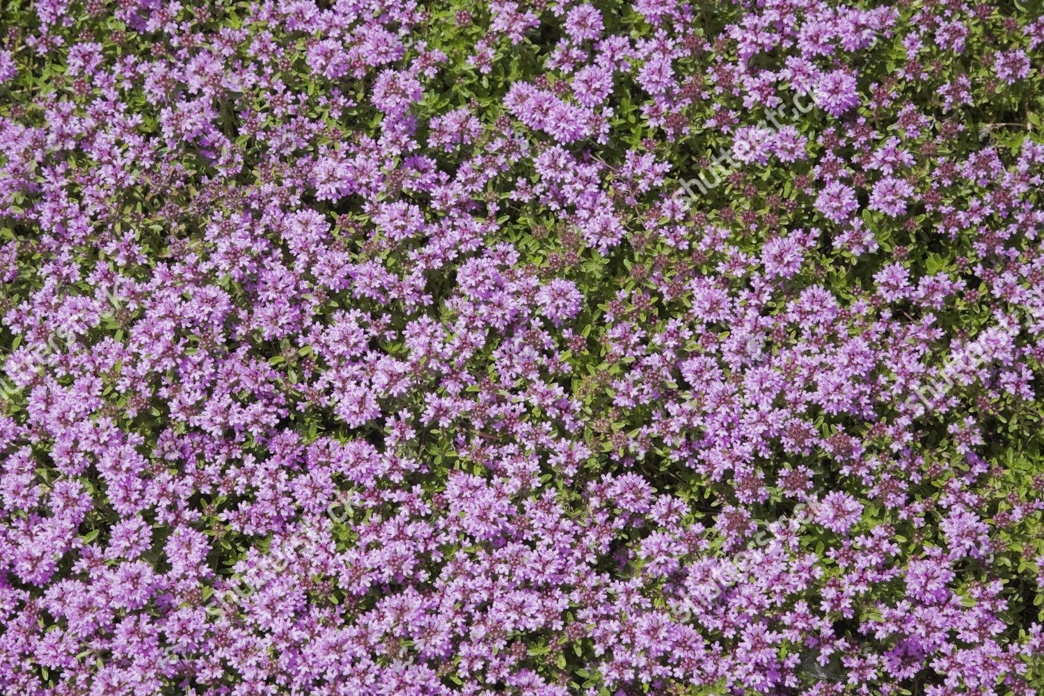 Orpine Hylotelephium Anacampseros Violet Flowers Alpine Editorial Stock ...