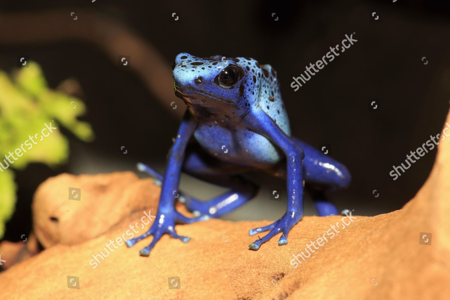 Dyeing Dart Frog Tinc Dendrobates Tinctorius Editorial Stock Photo ...