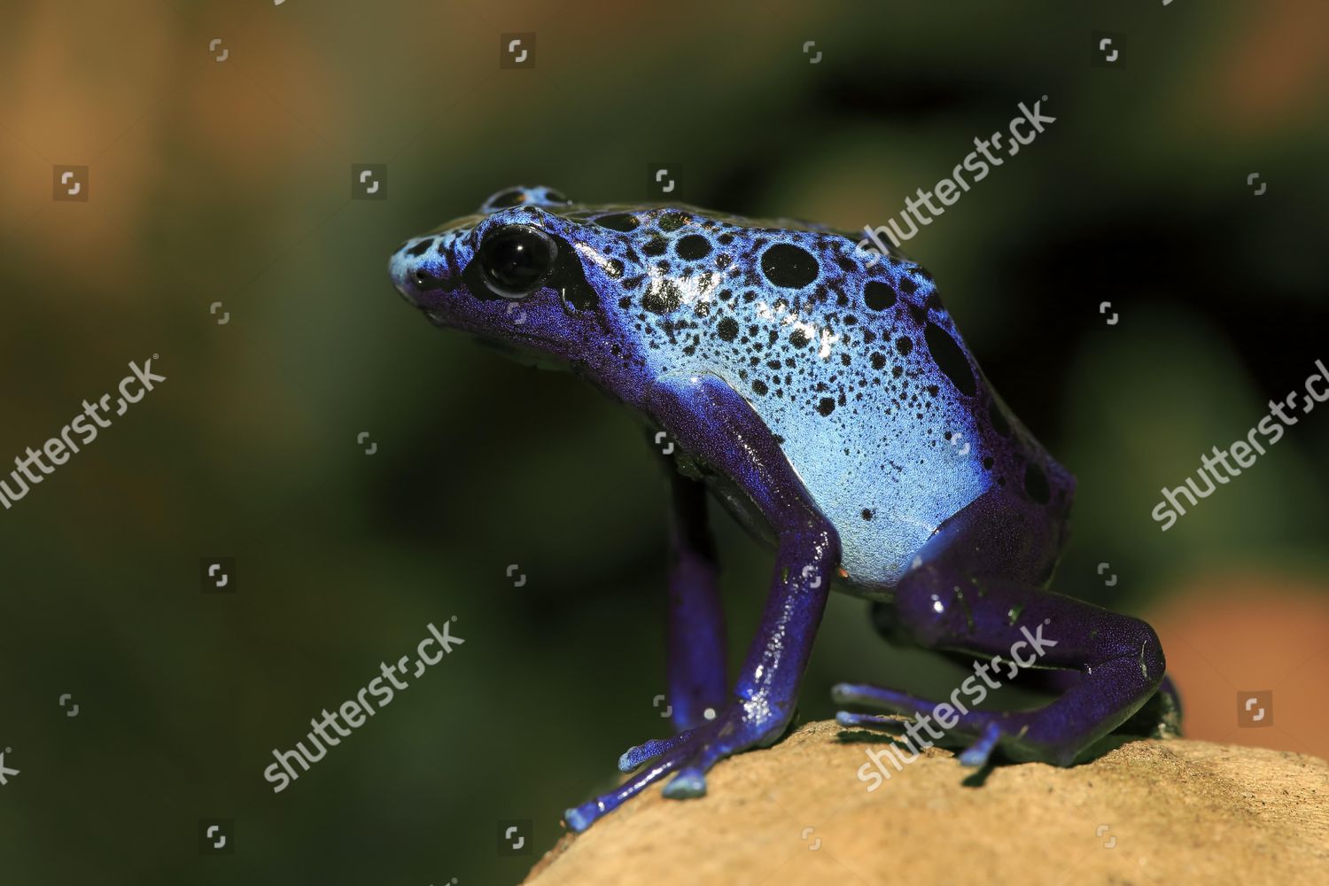 Dyeing Dart Frog Tinc Dendrobates Tinctorius Editorial Stock Photo ...