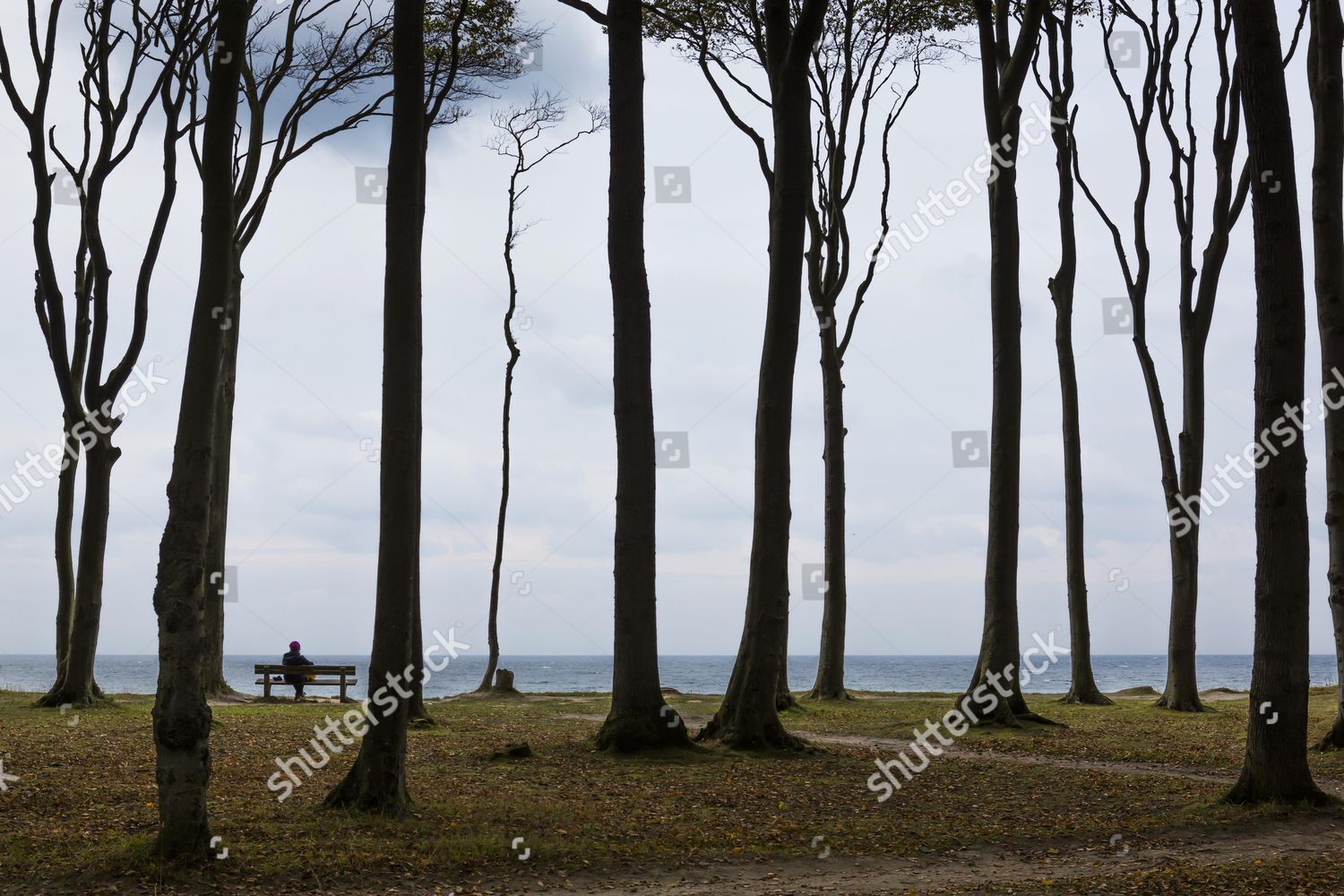 Beech Fagus Sp Gespensterwald Nienhager Holz Editorial Stock Photo ...