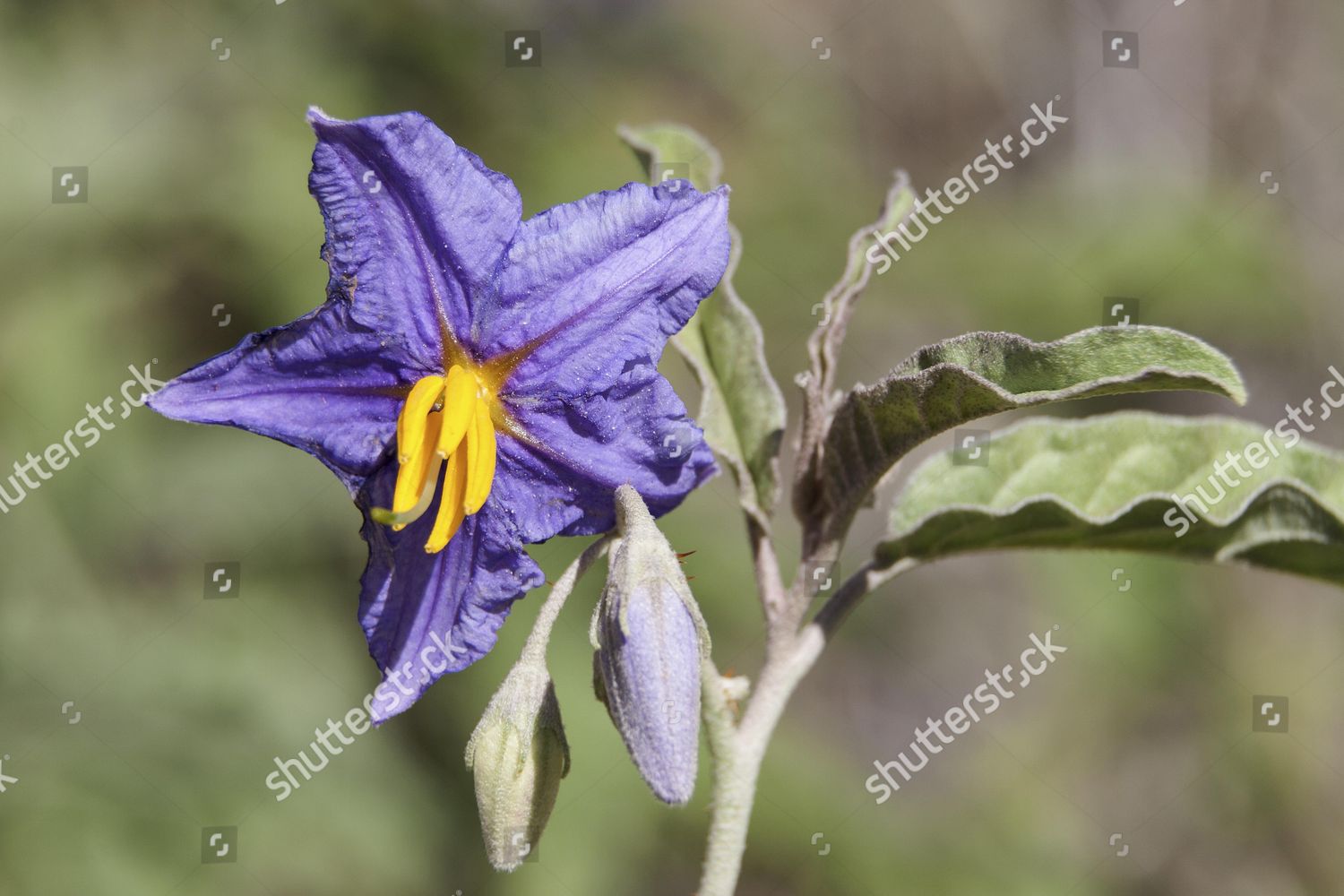 Silverleaf Nightshade Solanum Elaeagnifolium Zion National Editorial ...