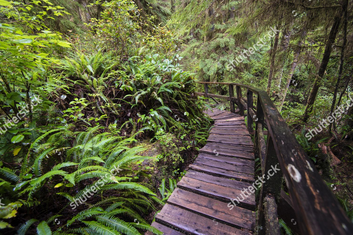 Boardwalk Rainforest Trail Pacific Rim National Editorial Stock Photo ...