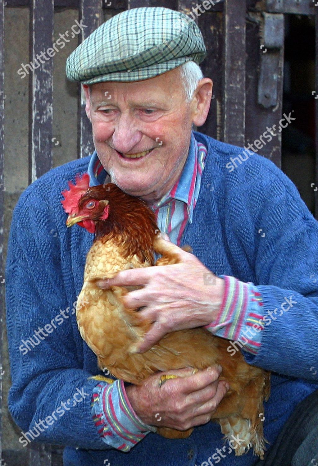 Man Holding Chicken Editorial Stock Photo - Stock Image | Shutterstock