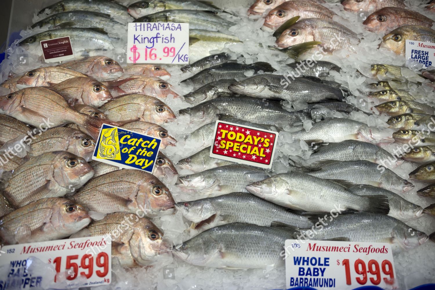 Whole Baby Barramundi Hiramasa Kingfish Whole Editorial Stock Photo ...