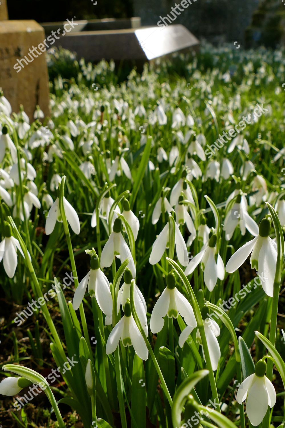 Snowdrops Morning Sunshine Churchyard St Botlophs Editorial Stock Photo ...