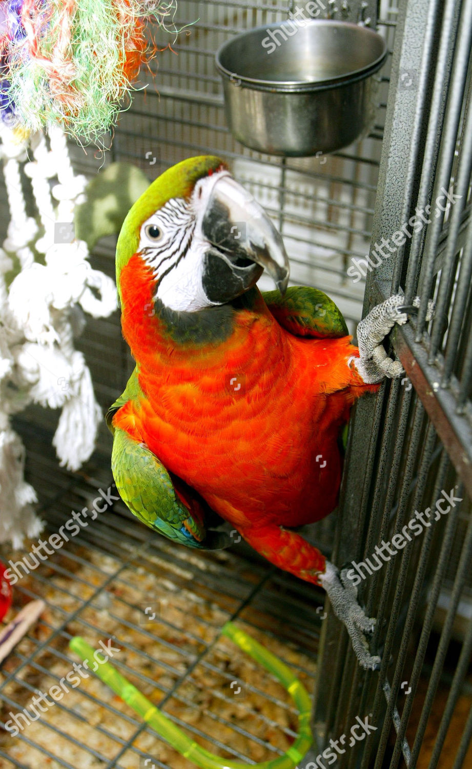 Blue Gold Scarlet Cross Macaw Editorial Stock Photo - Stock Image ...