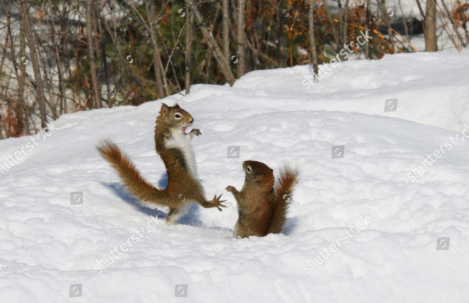 Squirrels Fighting Editorial Stock Photo - Stock Image | Shutterstock