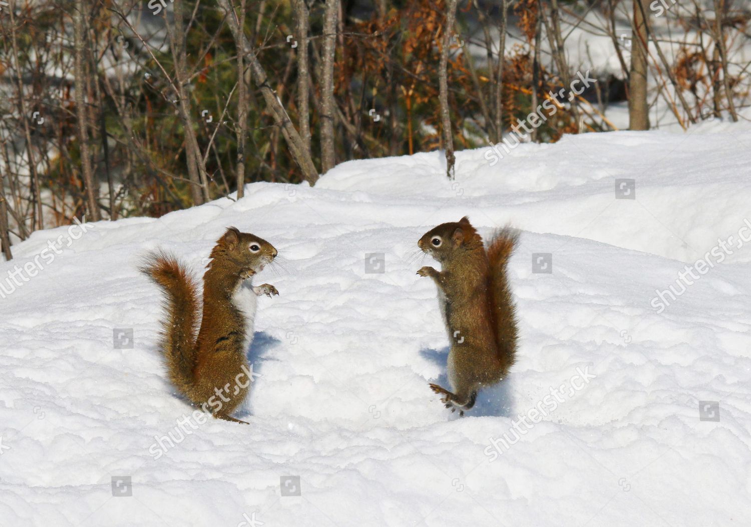 Squirrels Fighting Editorial Stock Photo - Stock Image | Shutterstock