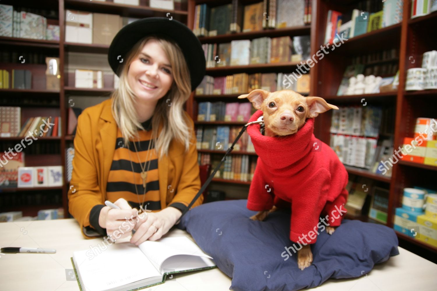 Courtney Dasher Tuna Chiweenie Editorial Stock Photo - Stock Image ...