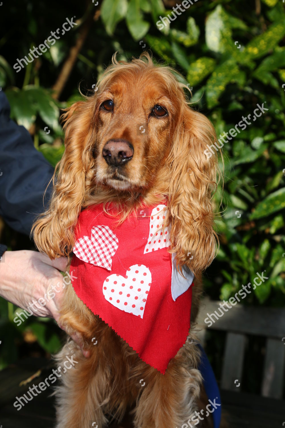 Rosie Cocker Spaniel Wearing Heart Bandana Editorial Stock Photo ...