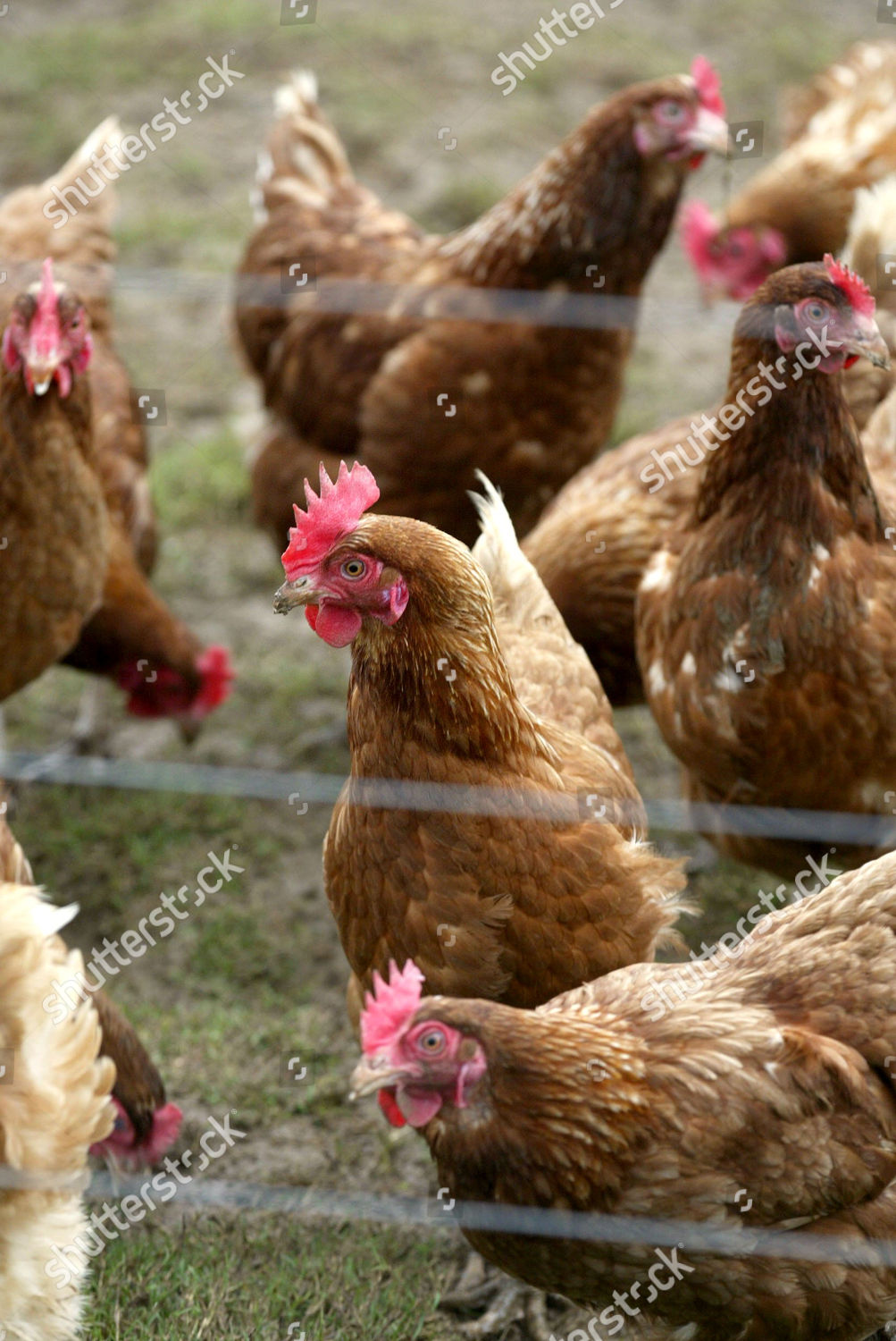 Free Range Hens Boven Goldling Breed Editorial Stock Photo - Stock ...