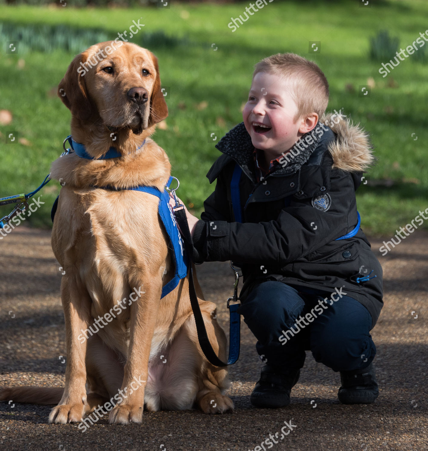 Autism Assistance Dog Azerley Golden Retriever Editorial Stock Photo ...