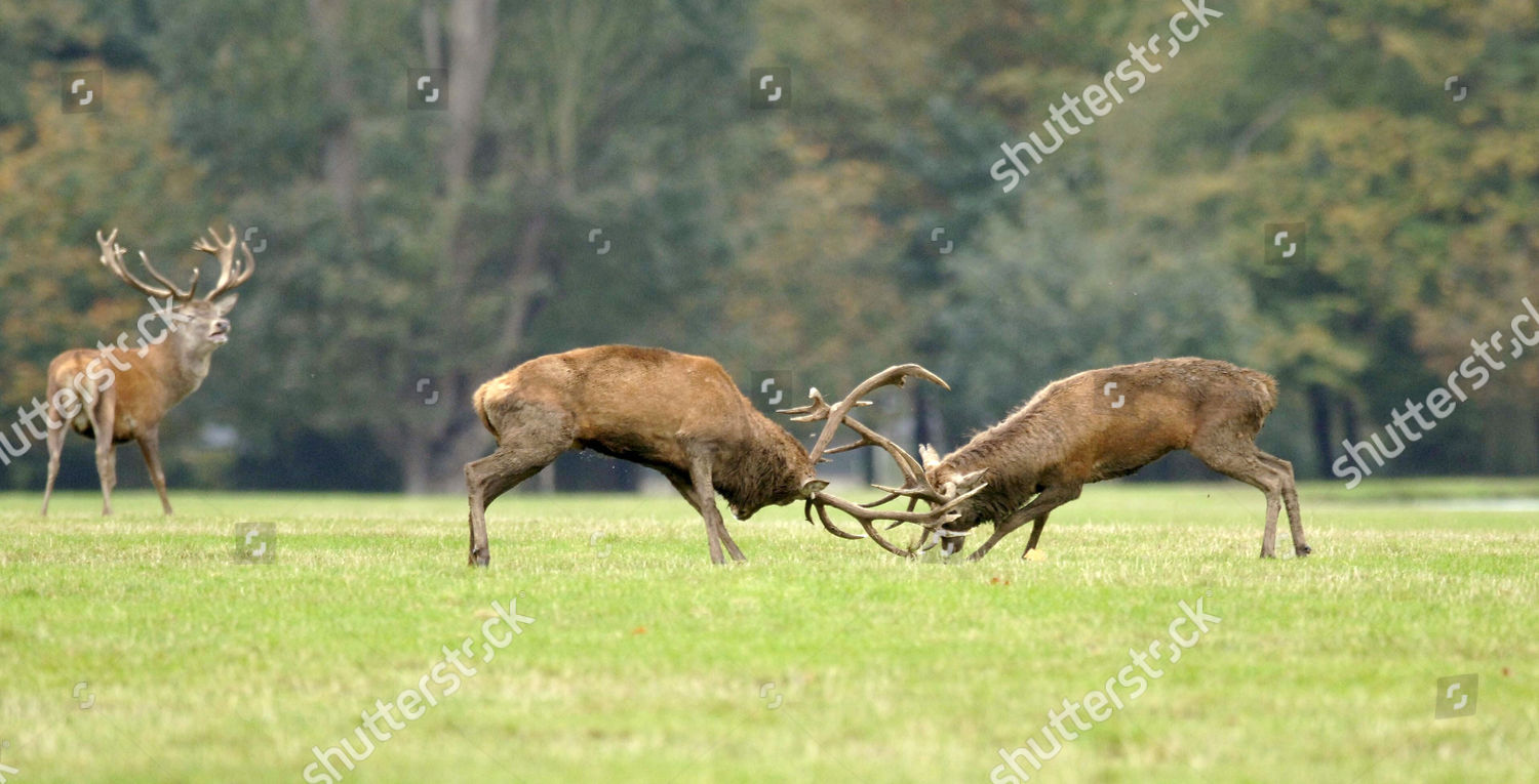 Stags Fighting Badminton Park Editorial Stock Photo - Stock Image ...