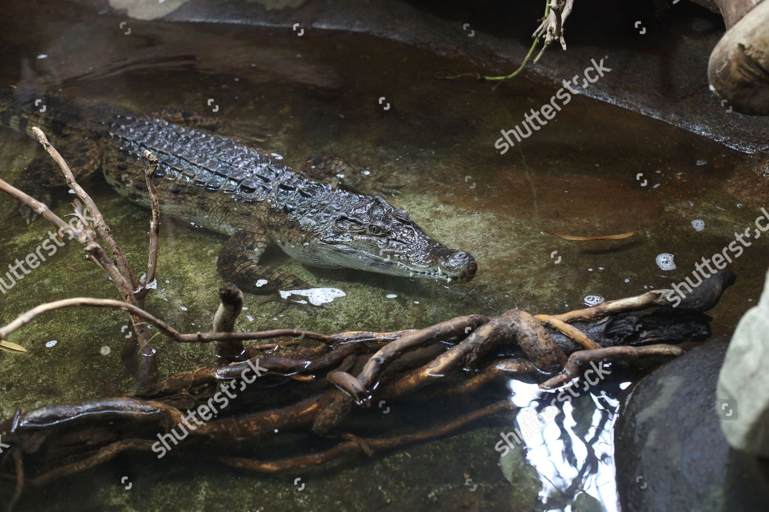 Philippine Crocodiles Editorial Stock Photo - Stock Image | Shutterstock