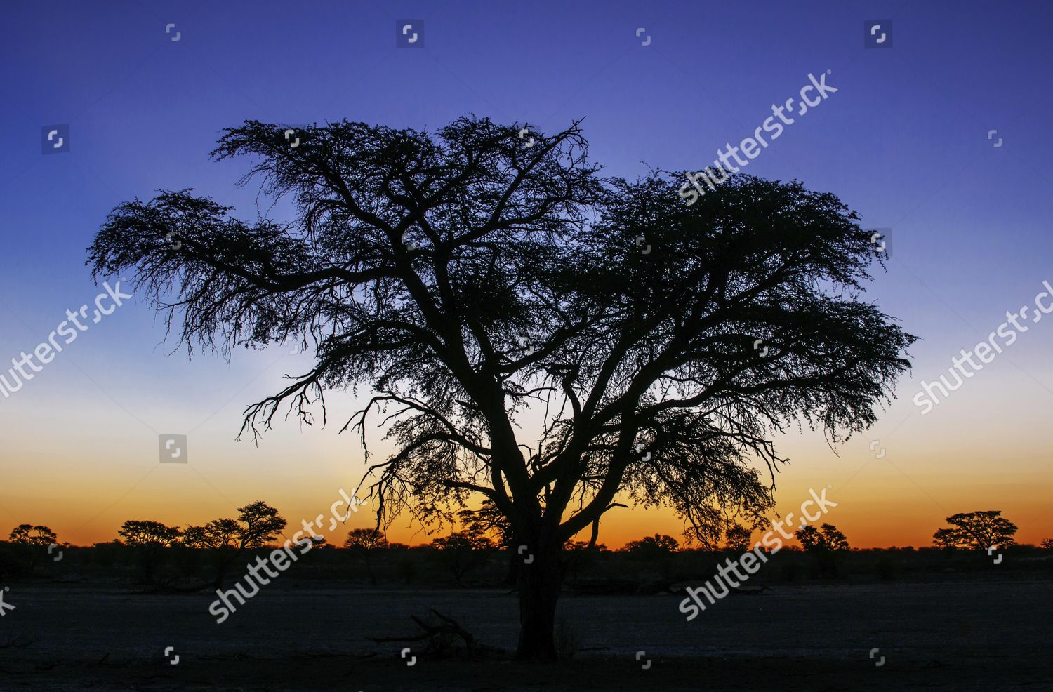 Landscape Camel Thorn Vachellia Erioloba After Editorial Stock Photo ...