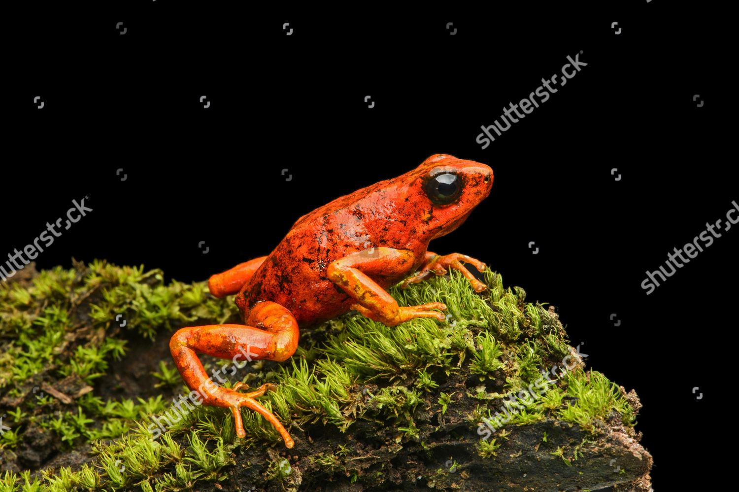 Littledevil Poison Frog Diablito Oophaga Sylvatica Editorial Stock ...