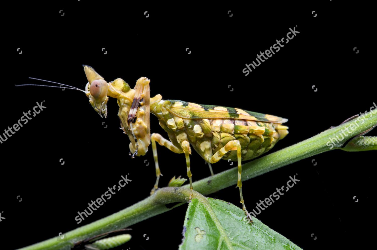Praying Mantis Callibia Diana Green Markings Editorial Stock Photo - Stock Image | Shutterstock