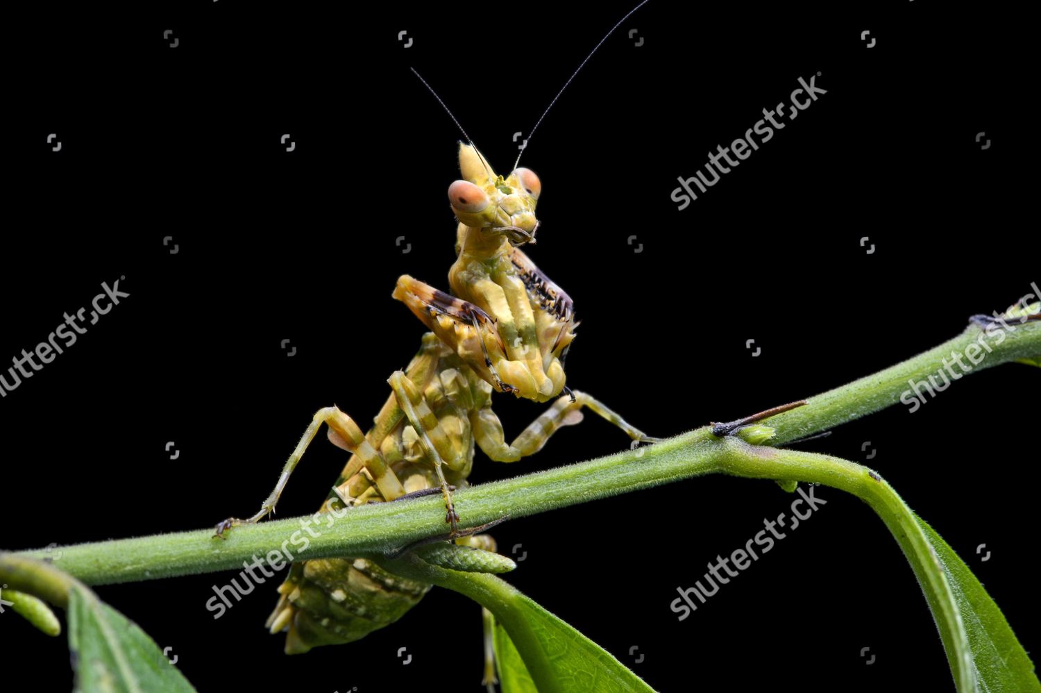 Praying Mantis Callibia Diana Green Markings Editorial Stock Photo - Stock Image | Shutterstock