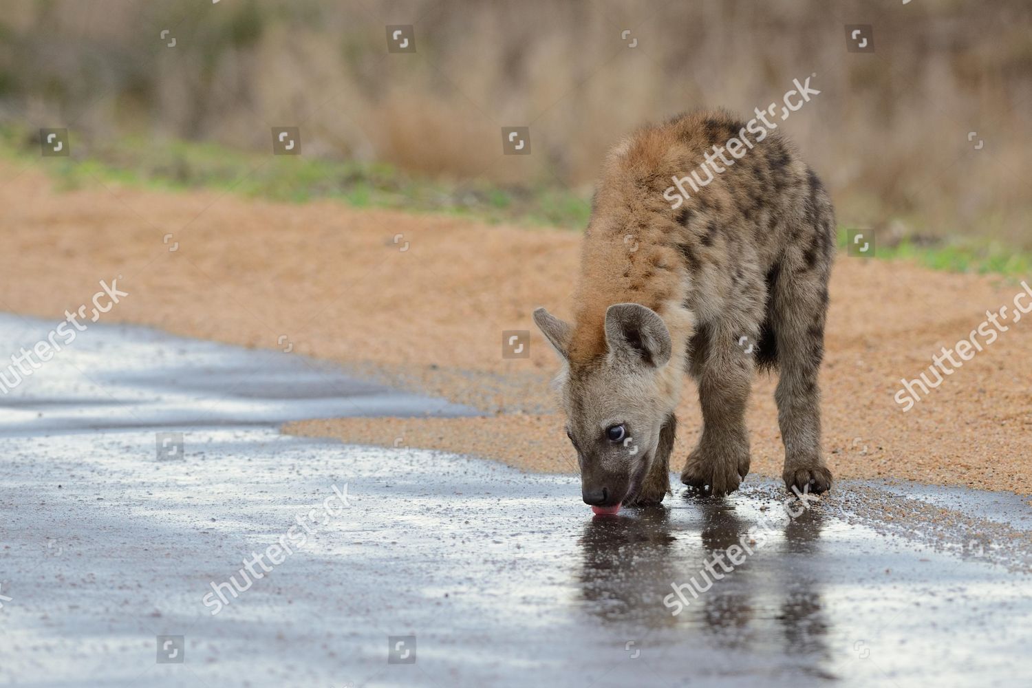 Spotted Hyena Laughing Hyena Crocuta Crocuta Editorial Stock Photo ...
