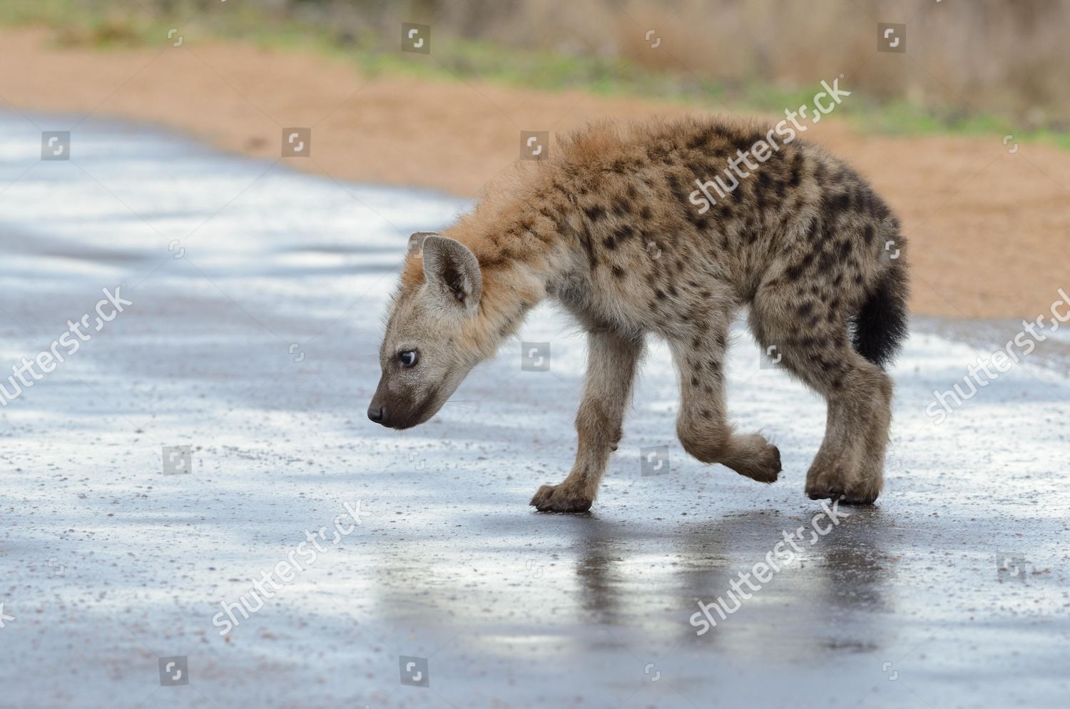 Spotted Hyena Laughing Hyena Crocuta Crocuta Editorial Stock Photo ...
