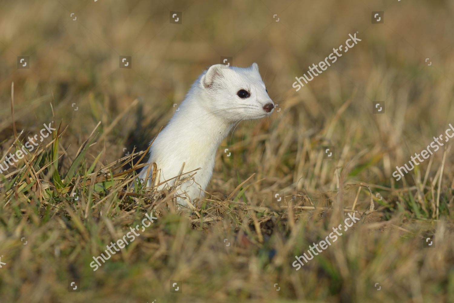 Stoat Mustela Erminea Winter Coat Looking Editorial Stock Photo - Stock ...