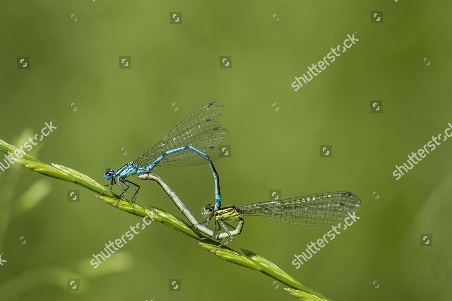 Azure Damselfly Coenagrion Puella Mating Wheel Editorial Stock Photo ...