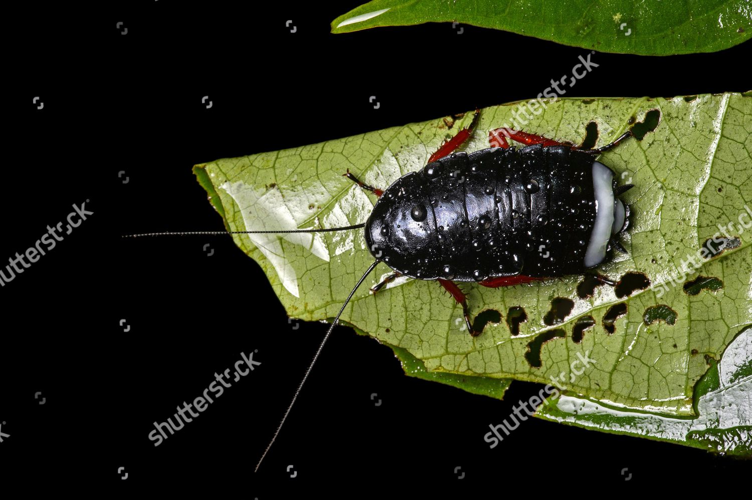 Cockroach Blattodea Nymph Andean Cloud Forest Editorial Stock Photo ...