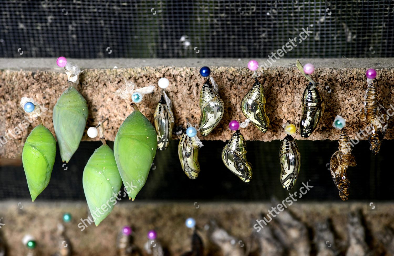 Butterfly Pupae Hatching Box Left Right Editorial Stock Photo - Stock ...