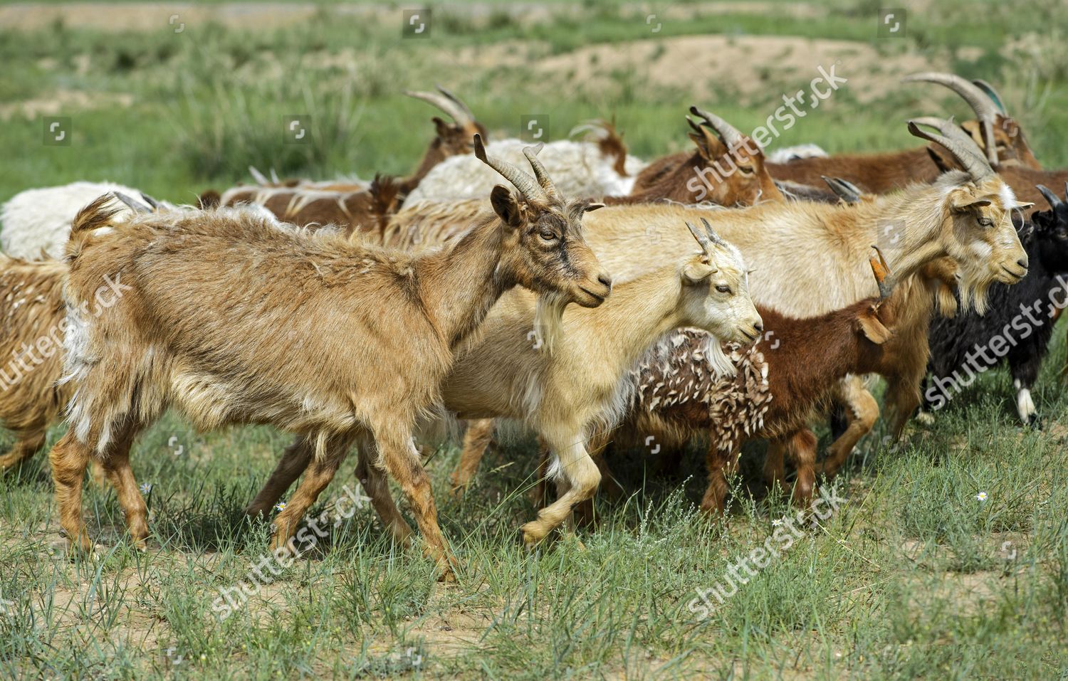 Cashmere Goats Dashinchilen Bulgan Aimag Mongolia Editorial Stock Photo ...