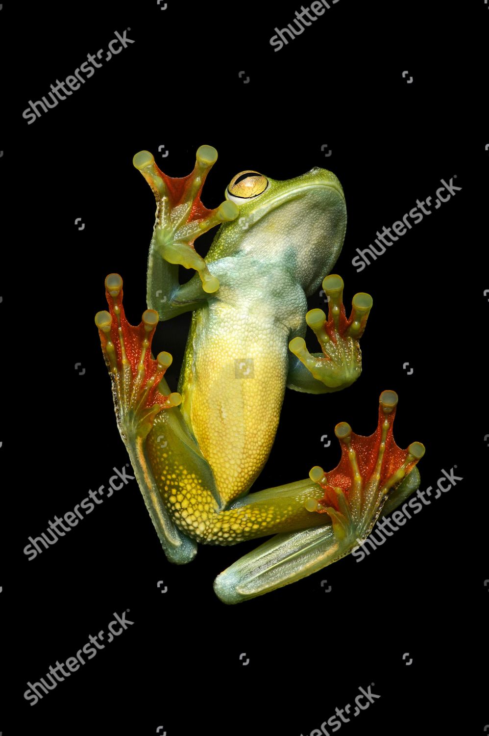 Underside Neotropical Palm Tree Frog Hypsiboas Editorial Stock Photo ...