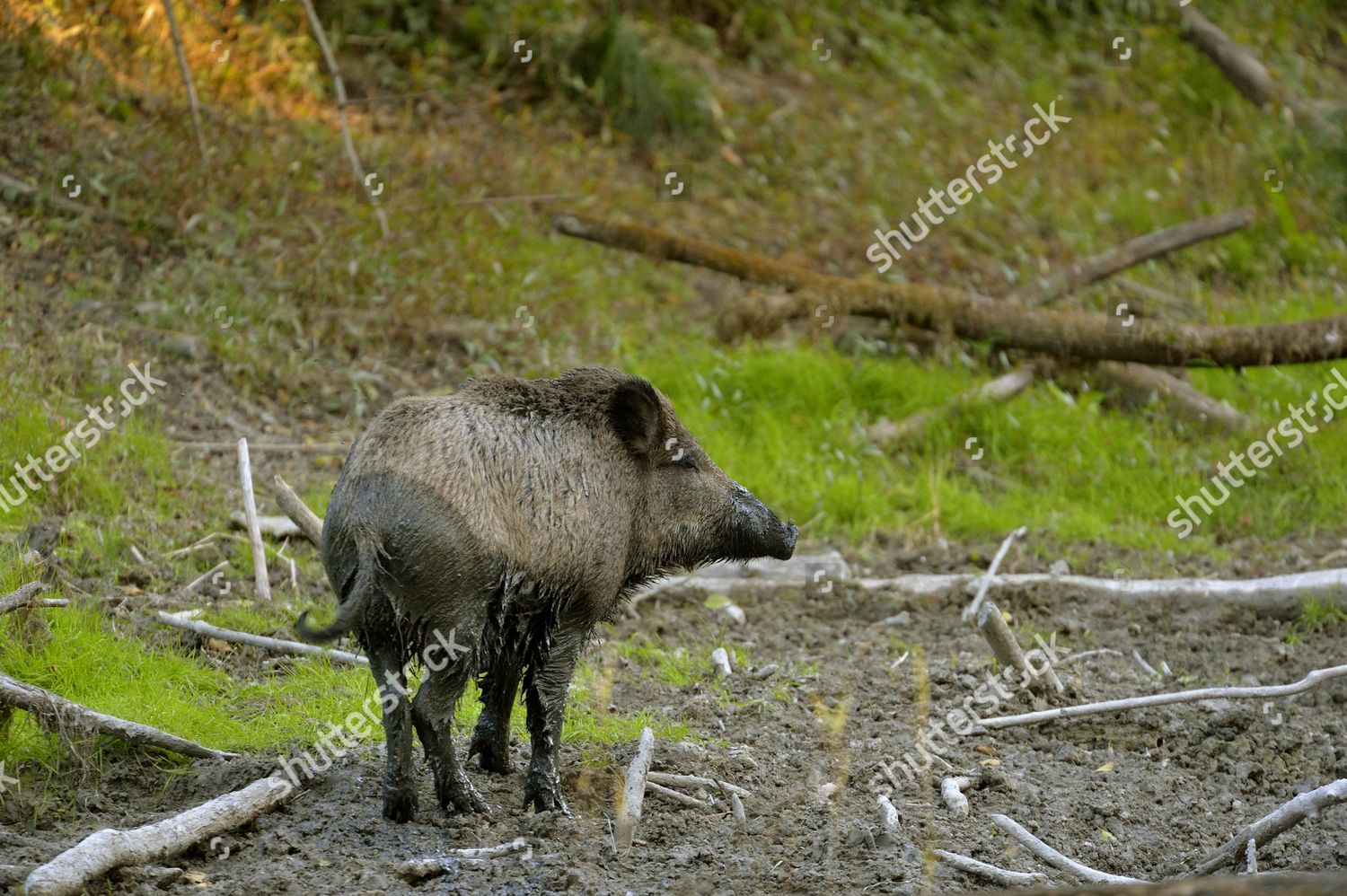 Wild Boar Sus Scrofa After Wallowing Editorial Stock Photo - Stock ...