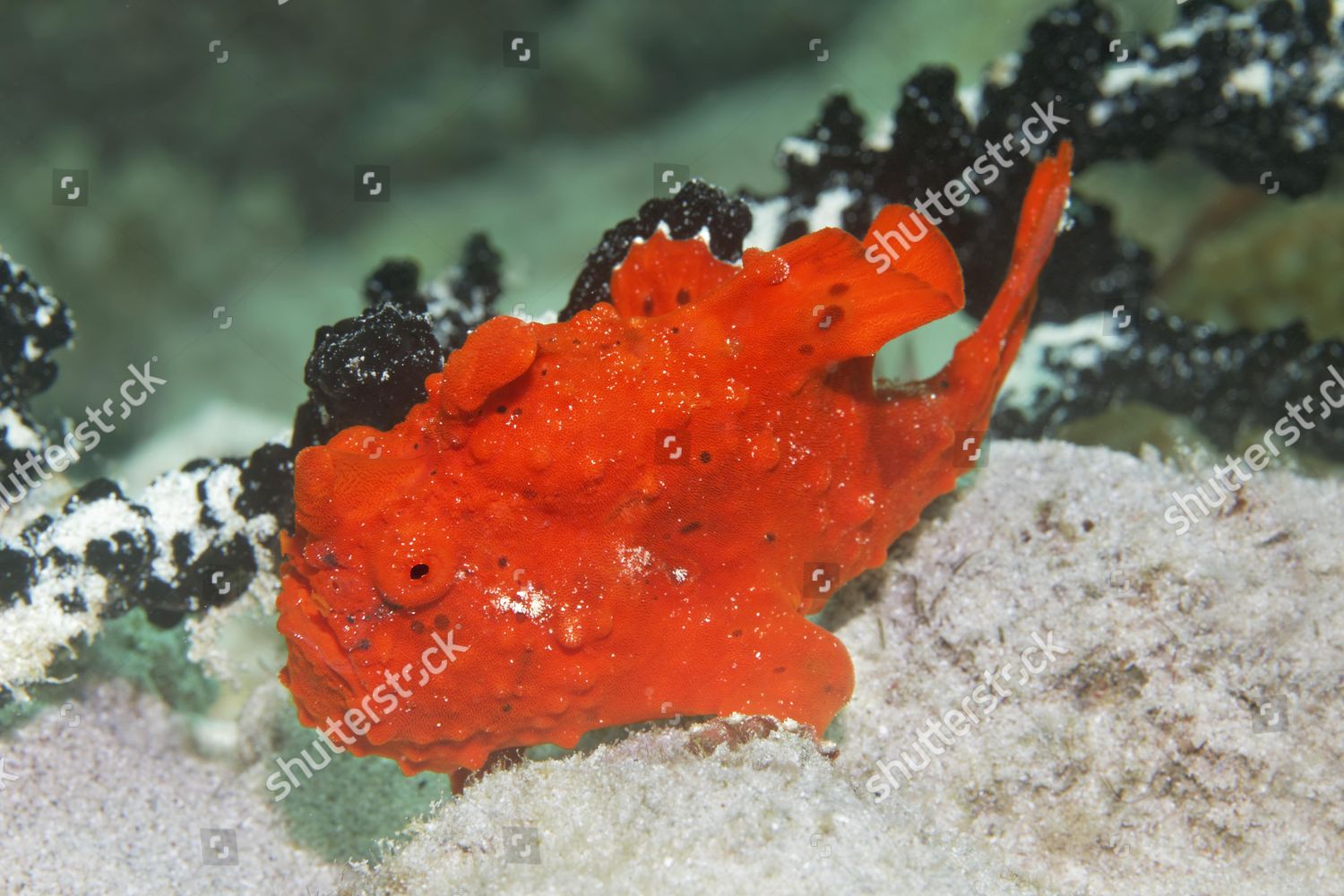 Painted Frogfish Antennarius Pictus Red Saparua Editorial Stock Photo ...
