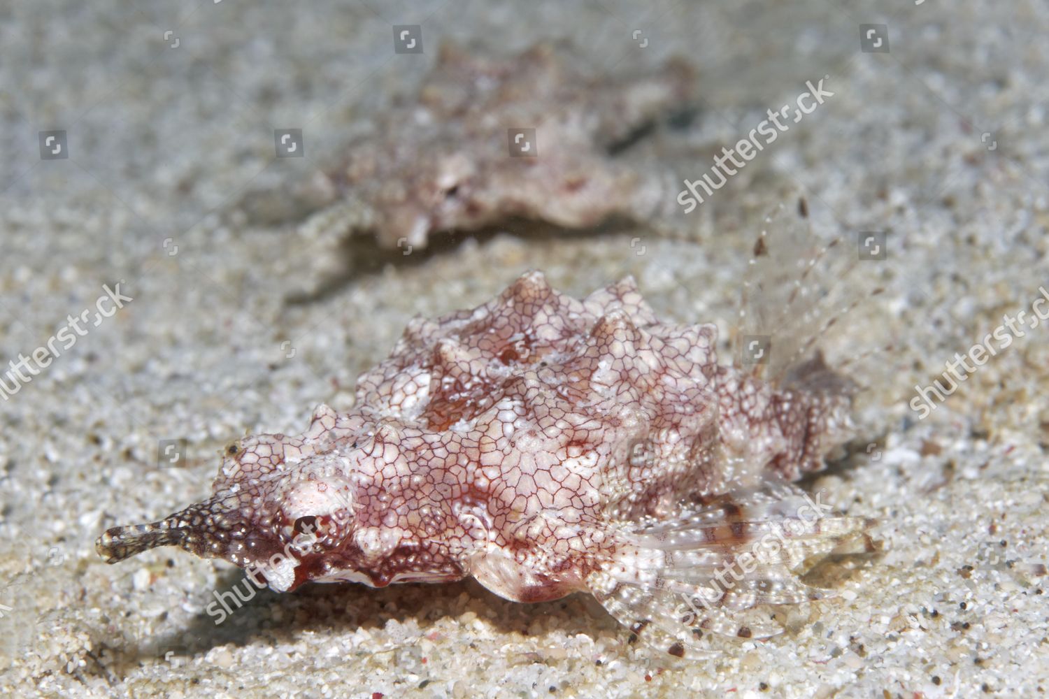 Little Dragonfish Eurypegasus Draconis On Sandy Editorial Stock Photo ...