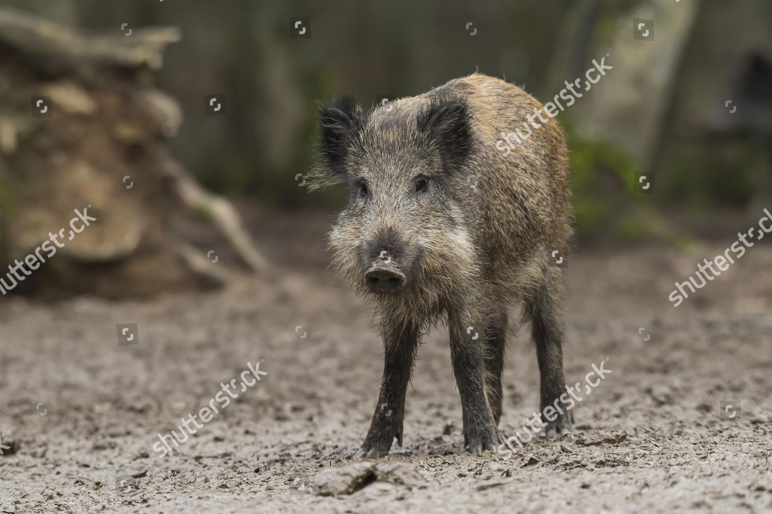 Wild Boar Sus Scrofa Vulkaneifel Rhinelandpalatinate Editorial Stock ...