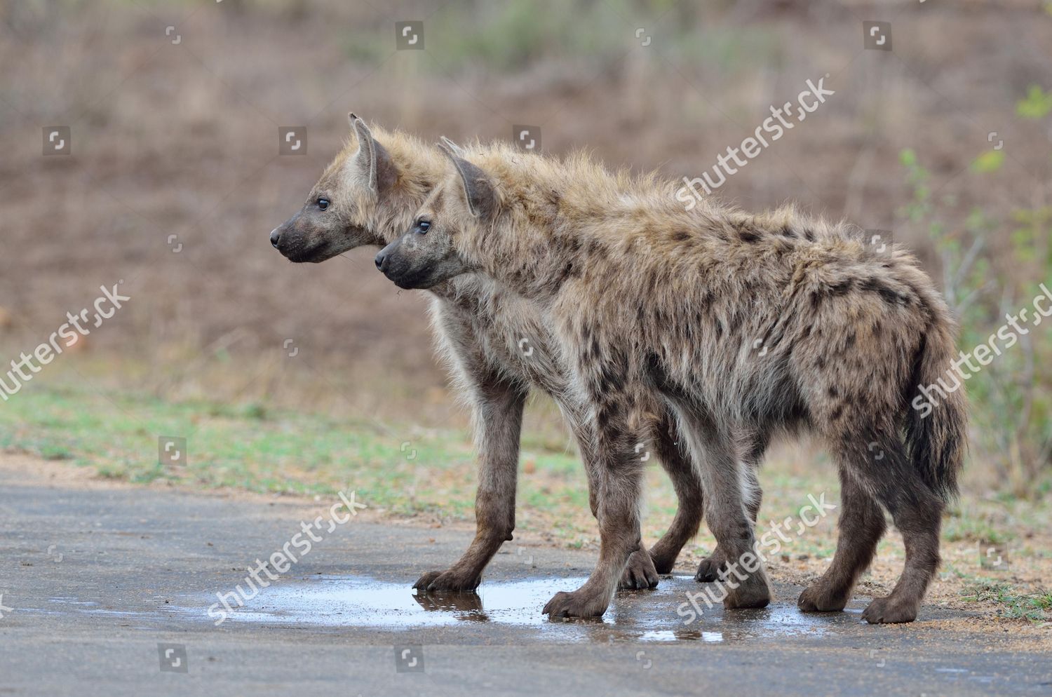 Spotted Hyenas Laughing Hyenas Crocuta Crocuta Editorial Stock Photo ...