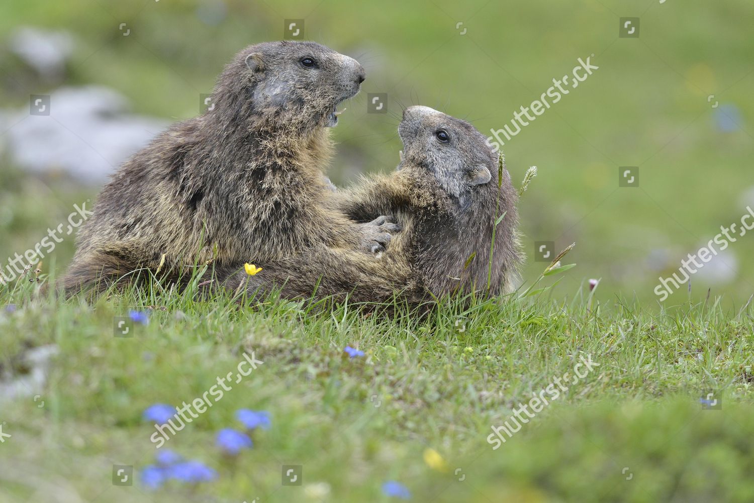 Two Alpine Marmots Marmota Marmota Fighting Editorial Stock Photo - Stock Image | Shutterstock