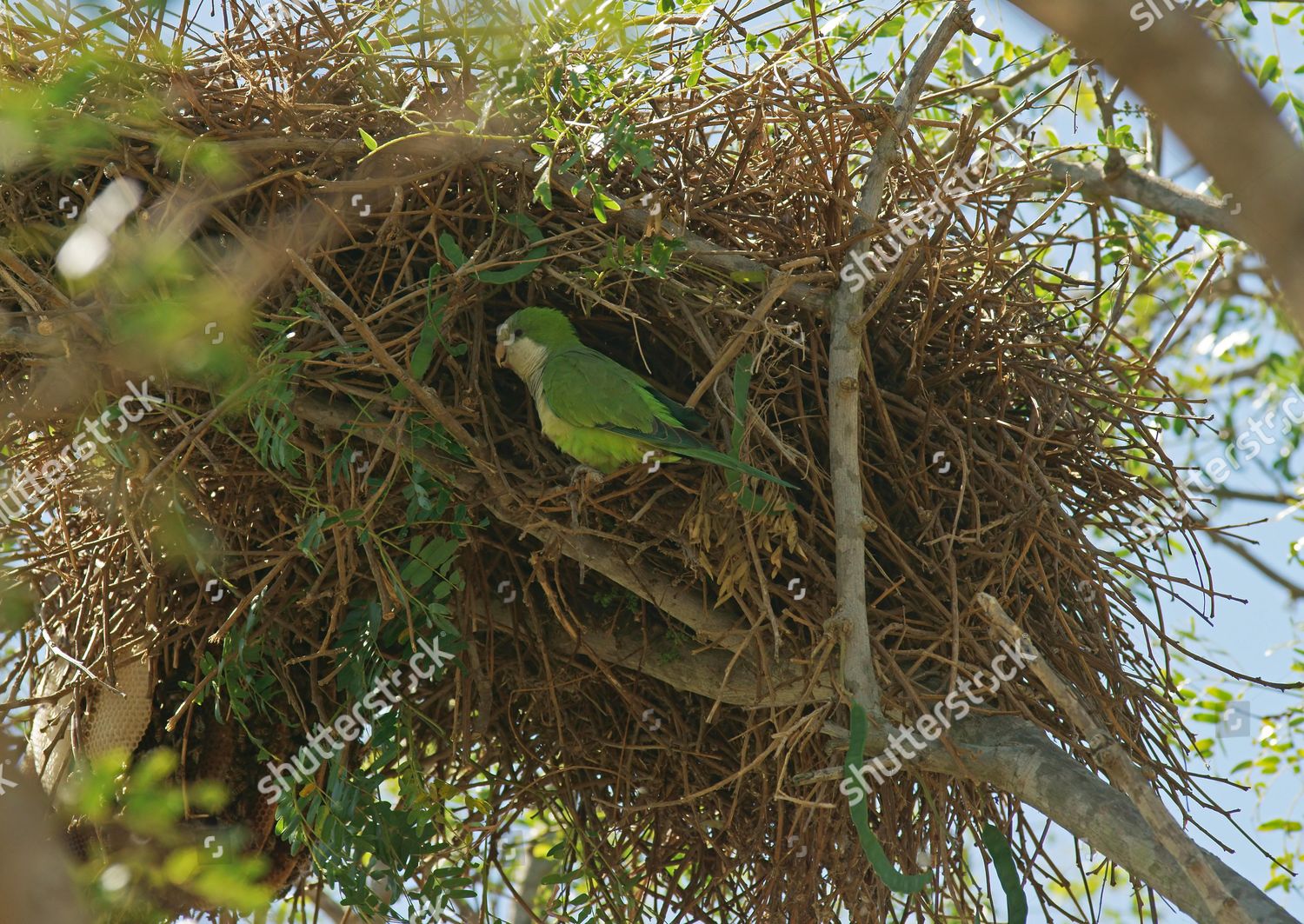 Monk Parakeet Myiopsitta Monachus Front Nest Editorial Stock Photo ...