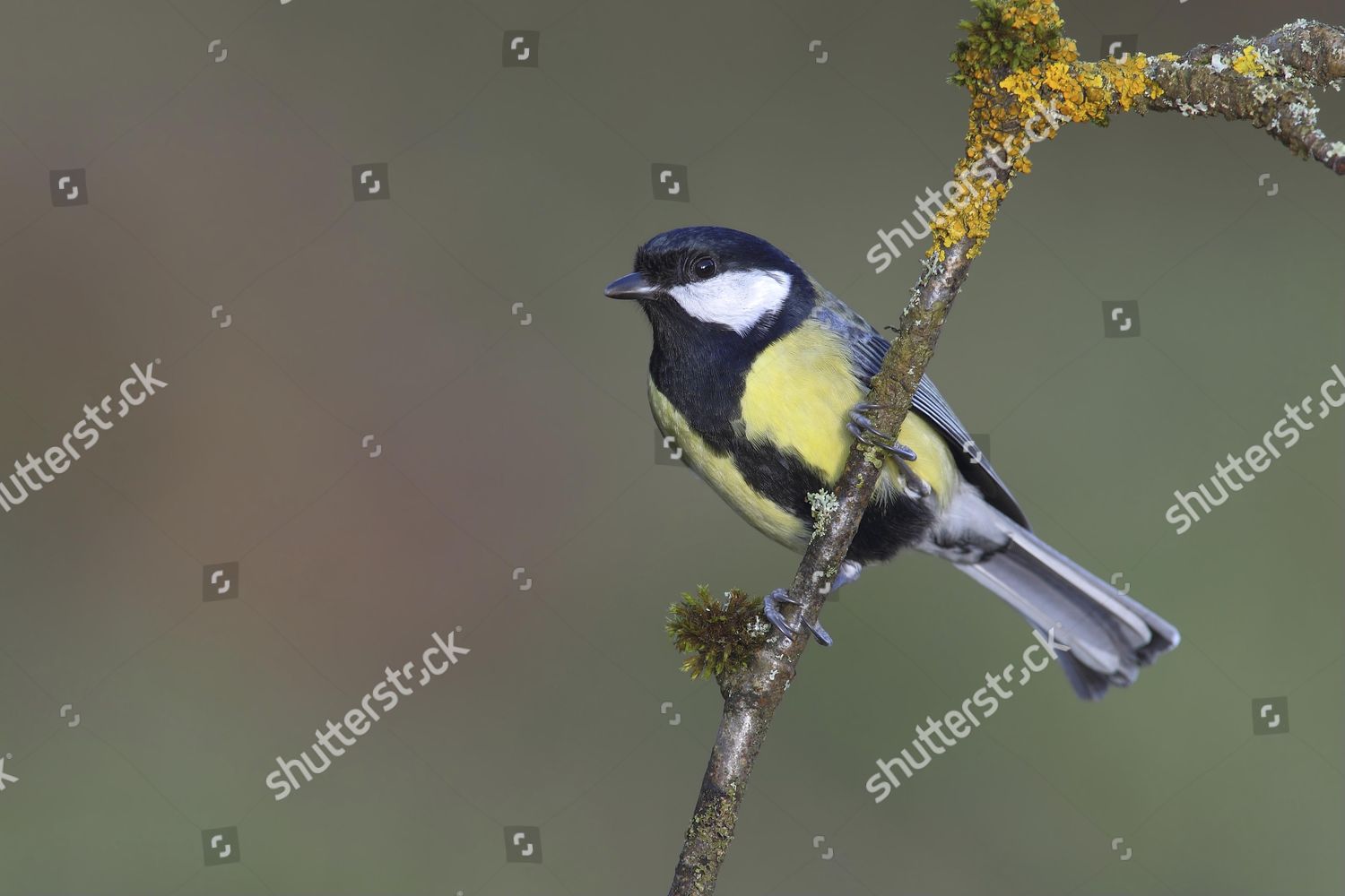 Great Tit Parus Major Male Sitting Editorial Stock Photo - Stock Image ...