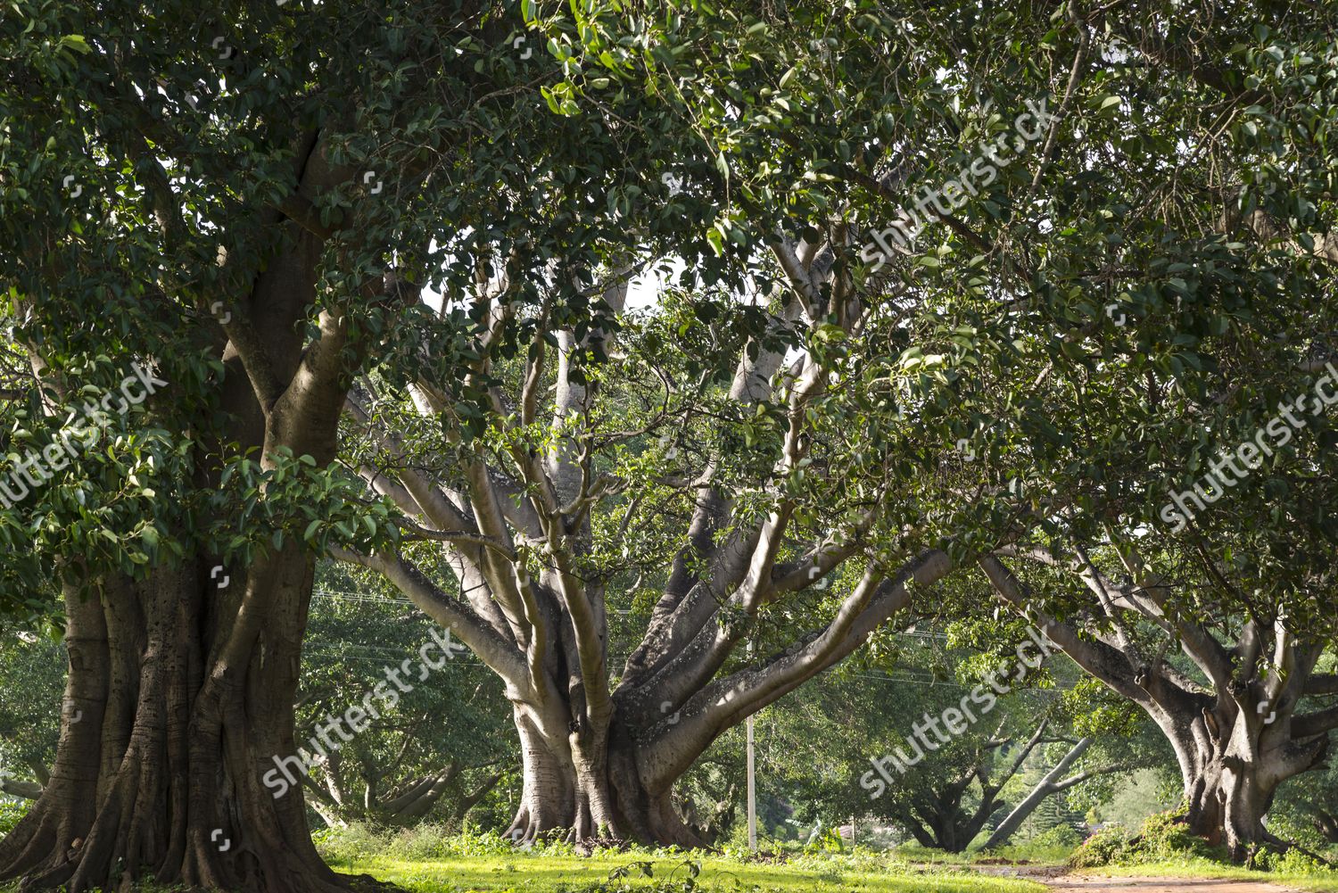 Indian Banyan Tree Bengal Fig Banyan Editorial Stock Photo - Stock ...