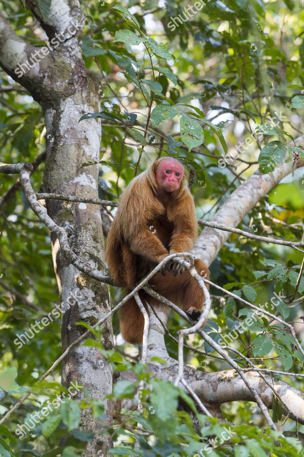 Red Baldheaded Uakari Known British Monkey Editorial Stock Photo ...