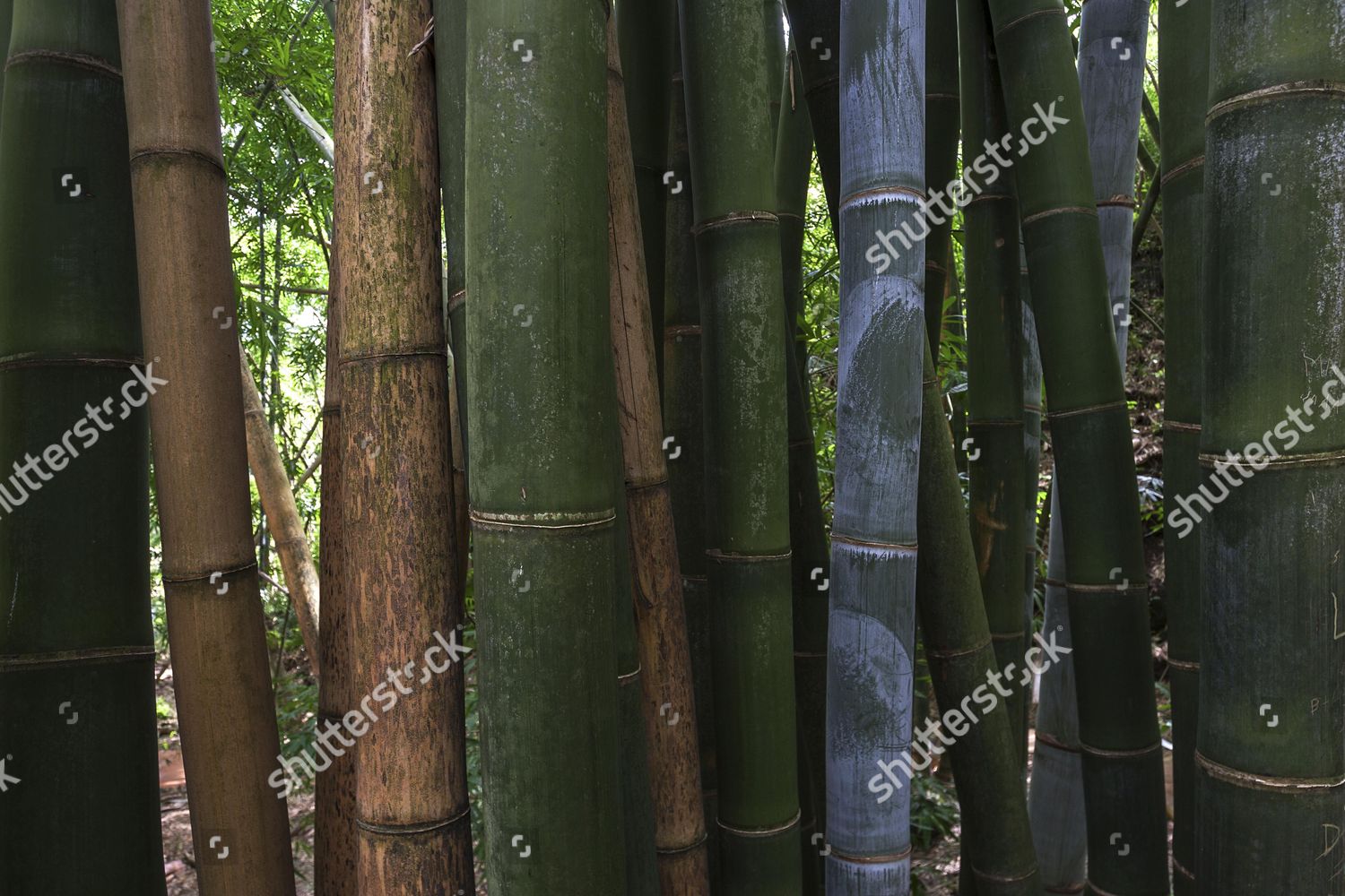 Giant Bamboo Dendrocalamus Giganteus Bamboo Grove Editorial Stock Photo ...
