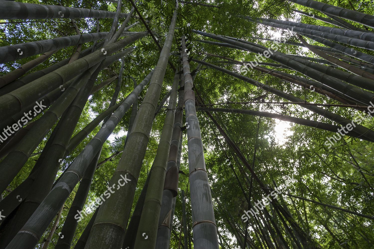 Giant Bamboo Dendrocalamus Giganteus Bamboo Grove Editorial Stock Photo ...