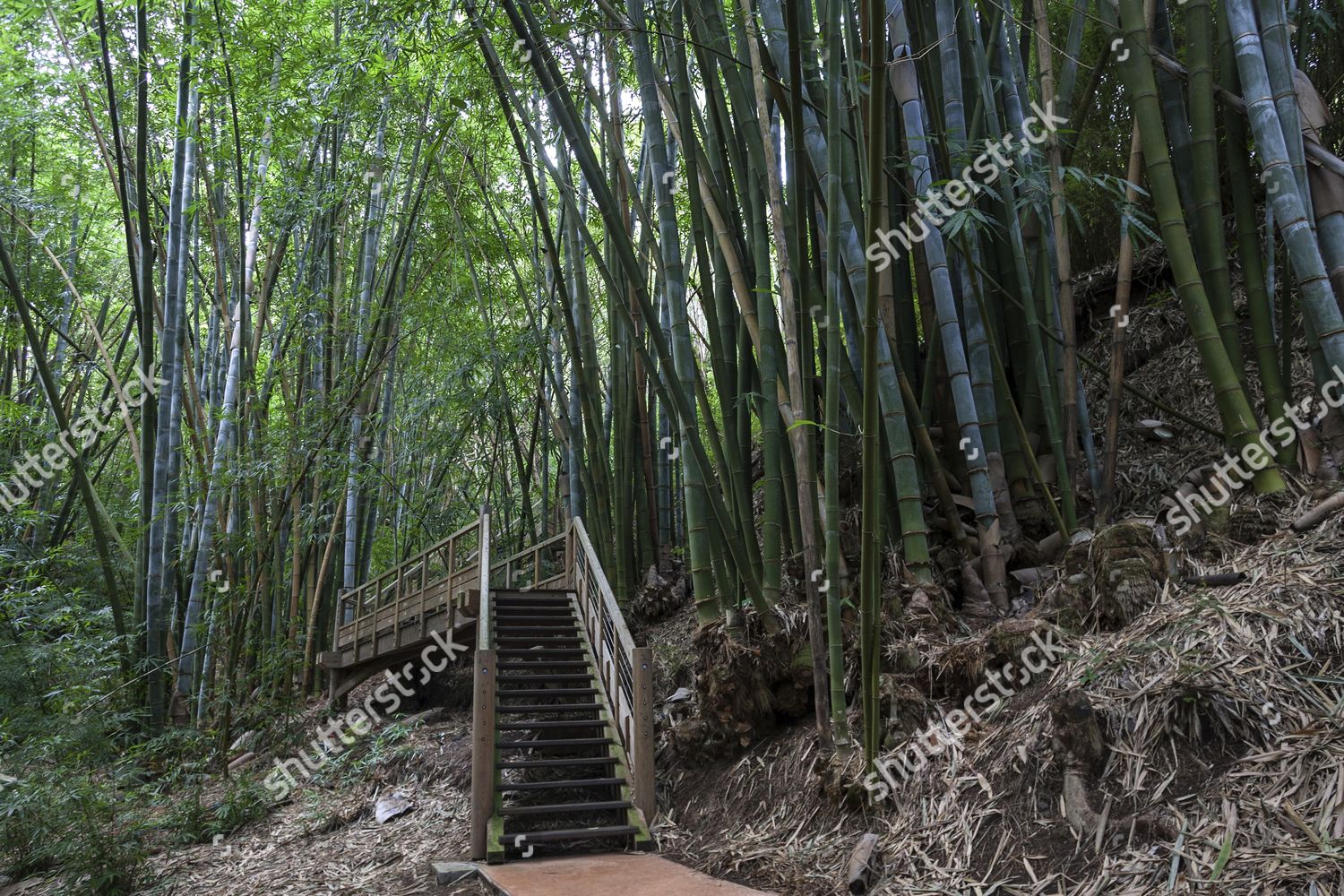 Giant Bamboo Dendrocalamus Giganteus Bamboo Grove Editorial Stock Photo ...