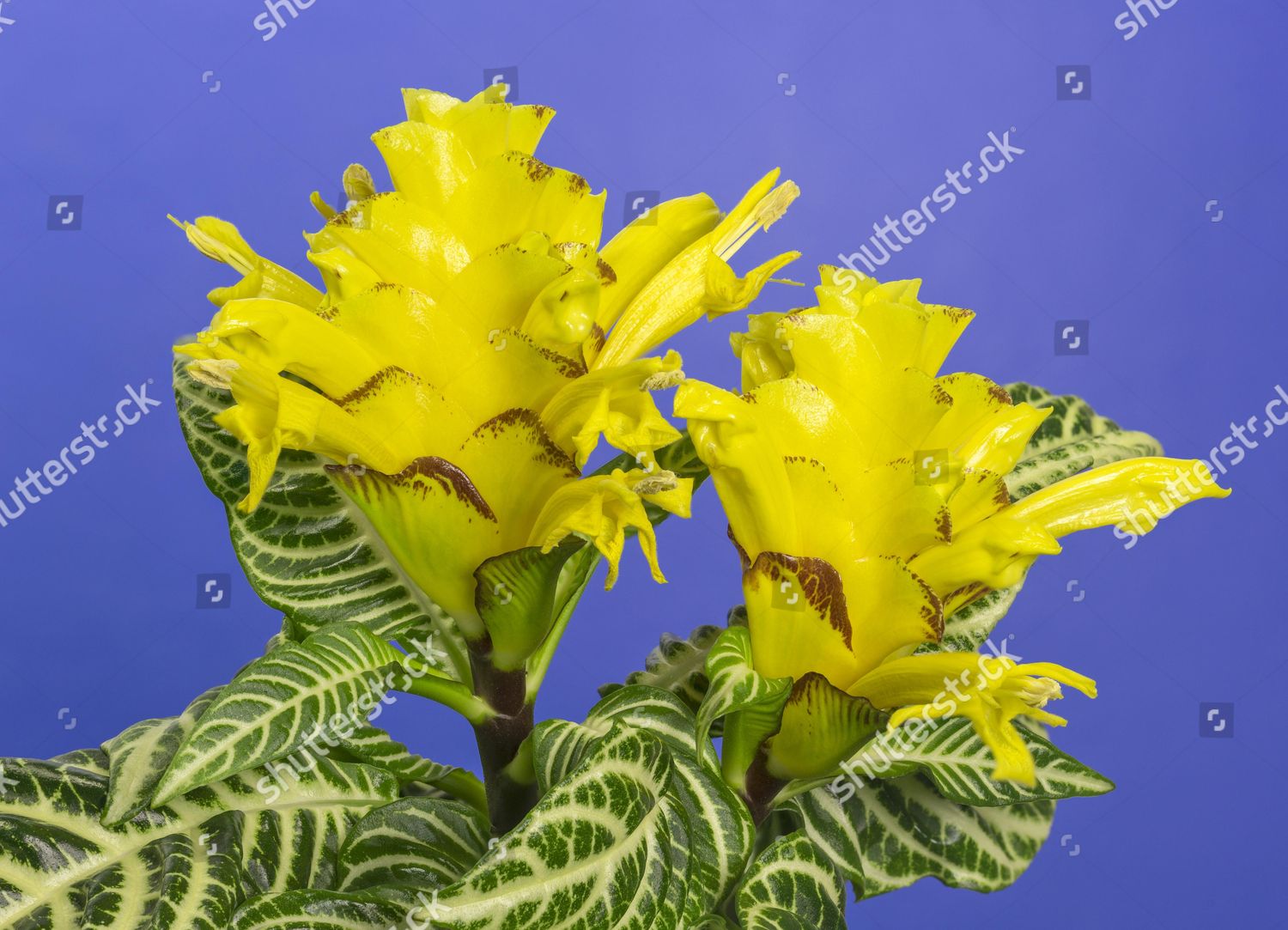 Aphelandra Aphelandra Sp Flower Editorial Stock Photo - Stock Image ...