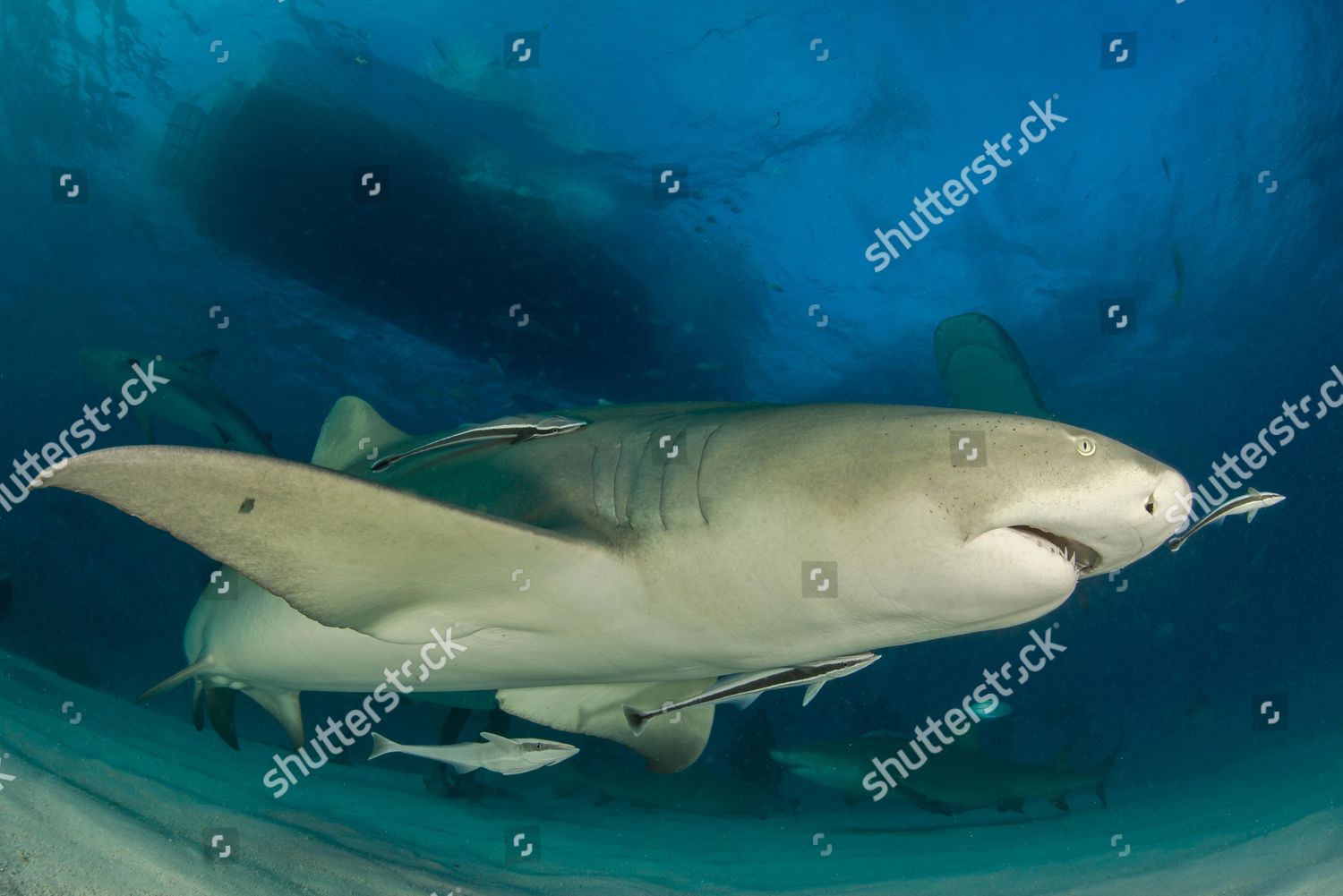 Lemon Shark Negaprion Brevirostris Underside Tiger Editorial Stock ...