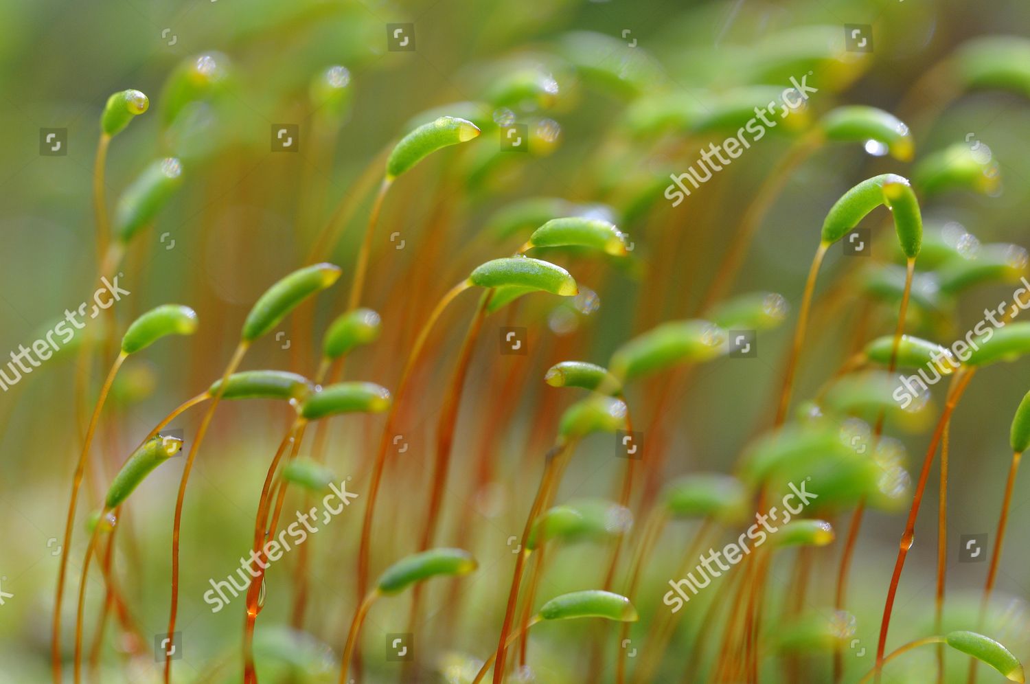 Common Haircap Moss Polytrichum Commune Spore Editorial Stock Photo ...