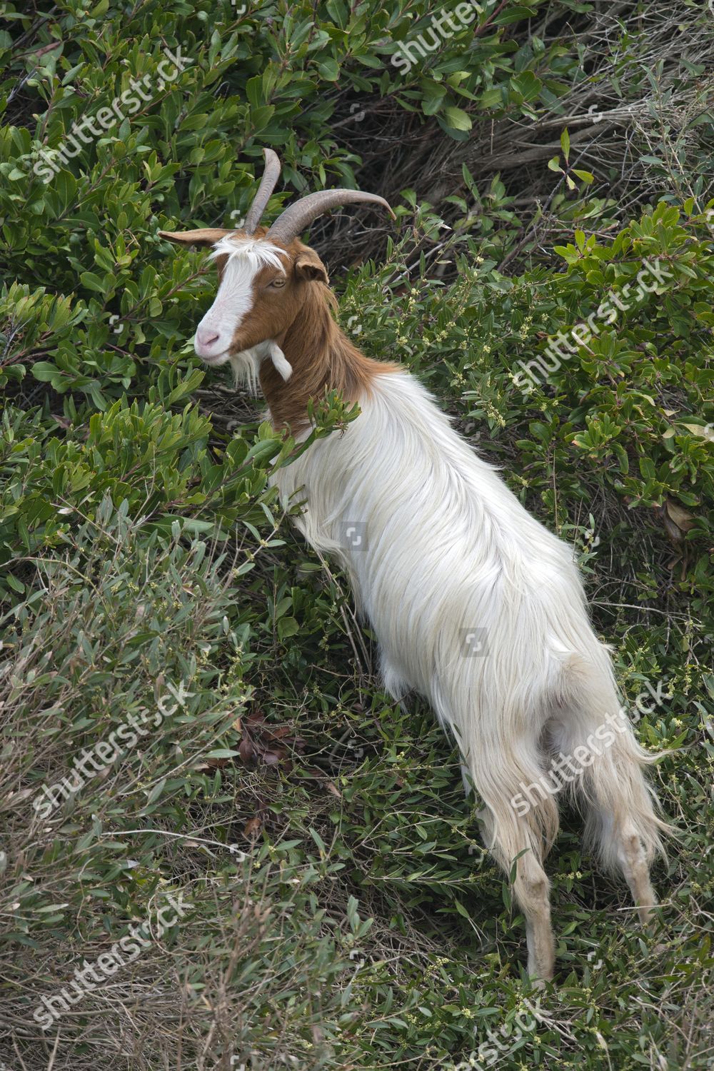 Domestic Goat Eating Leaves Shrub Sardinia Editorial Stock Photo ...