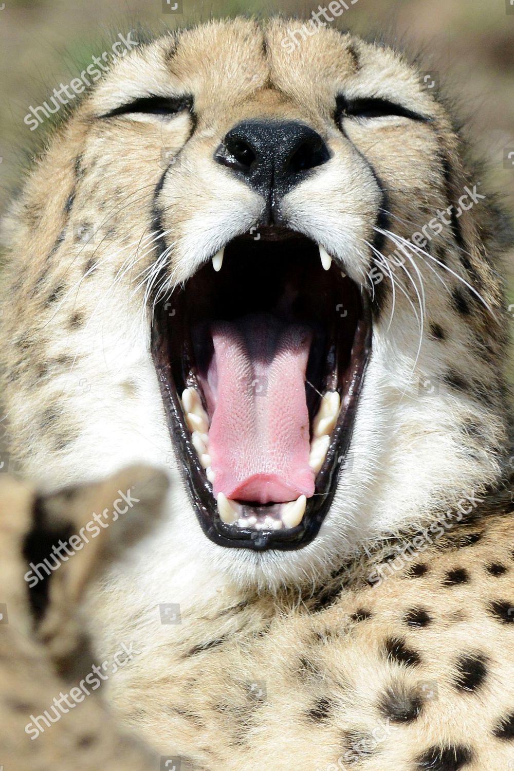 Cheetah Cub Editorial Stock Photo - Stock Image | Shutterstock