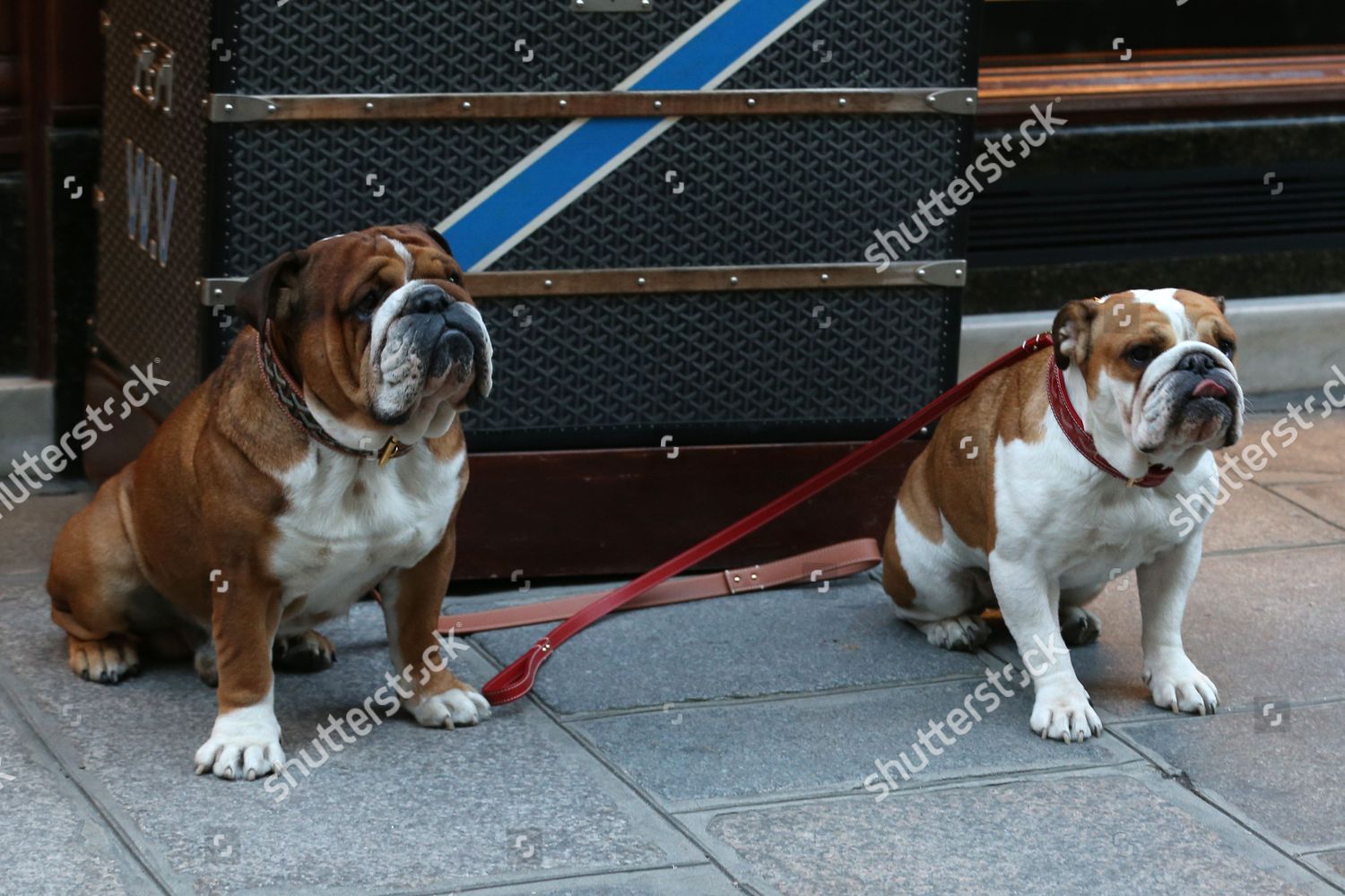 Lewis Hamiltons Bulldogs Roscoe Coco Editorial Stock Photo - Stock ...